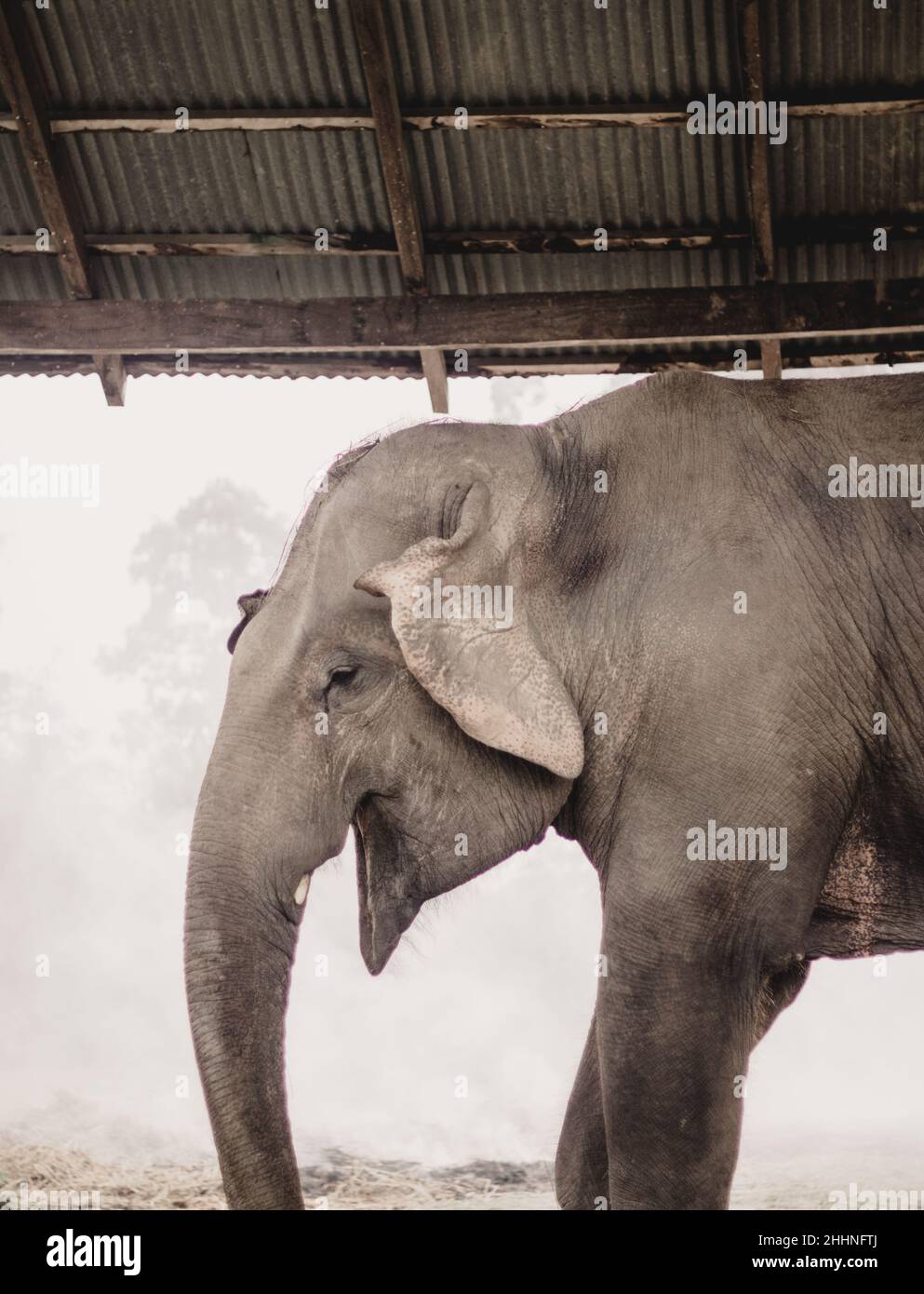 Elephant Breeding Center Chitwan,Nepal Stock Photo - Alamy