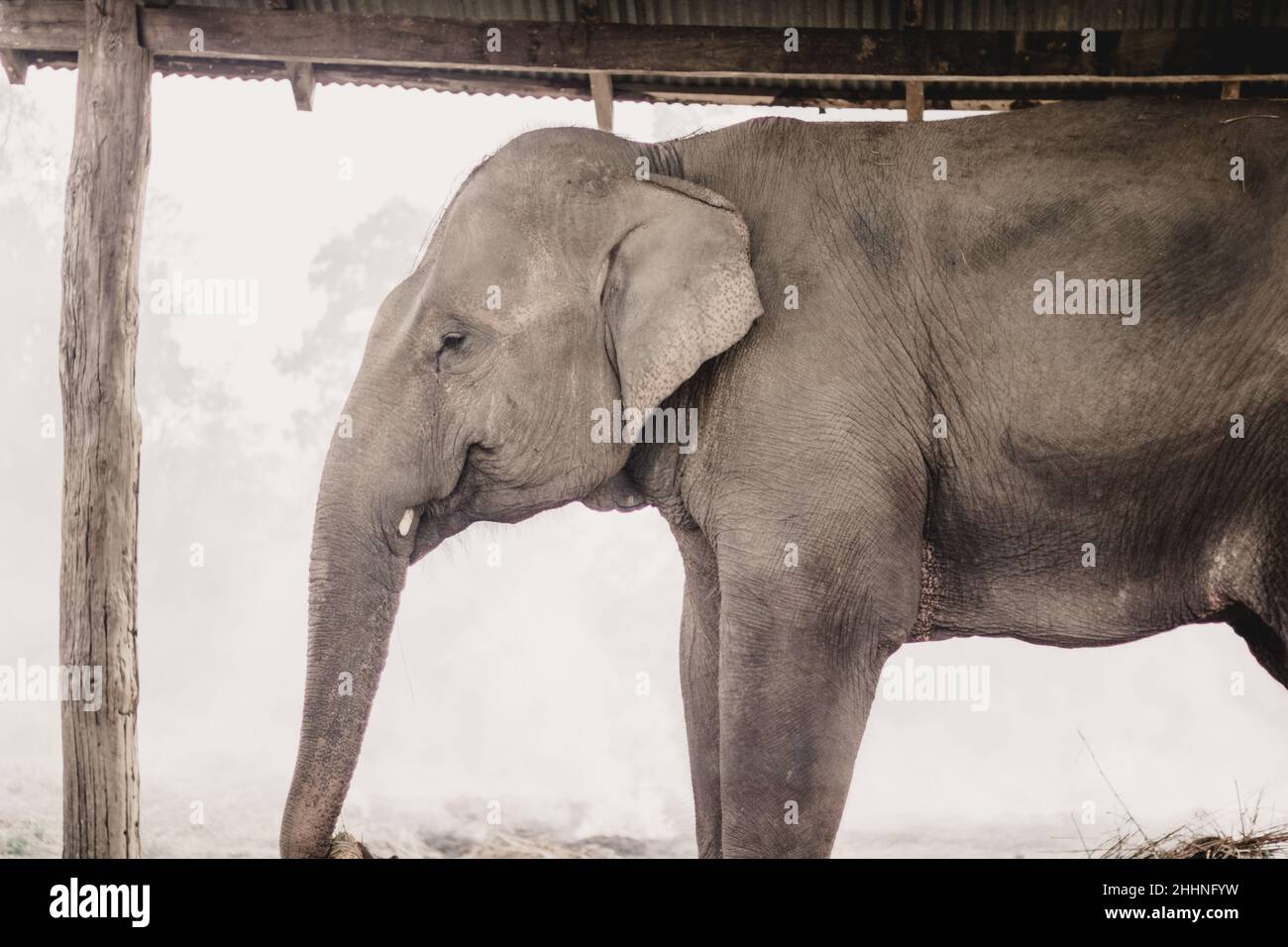 Elephant Breeding Center Chitwan,Nepal Stock Photo - Alamy