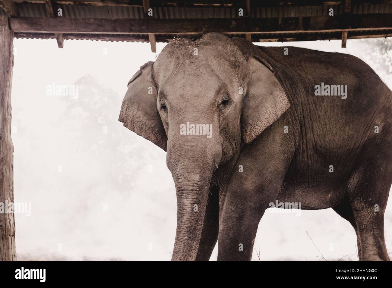 Elephant Breeding Center Chitwan,Nepal Stock Photo - Alamy