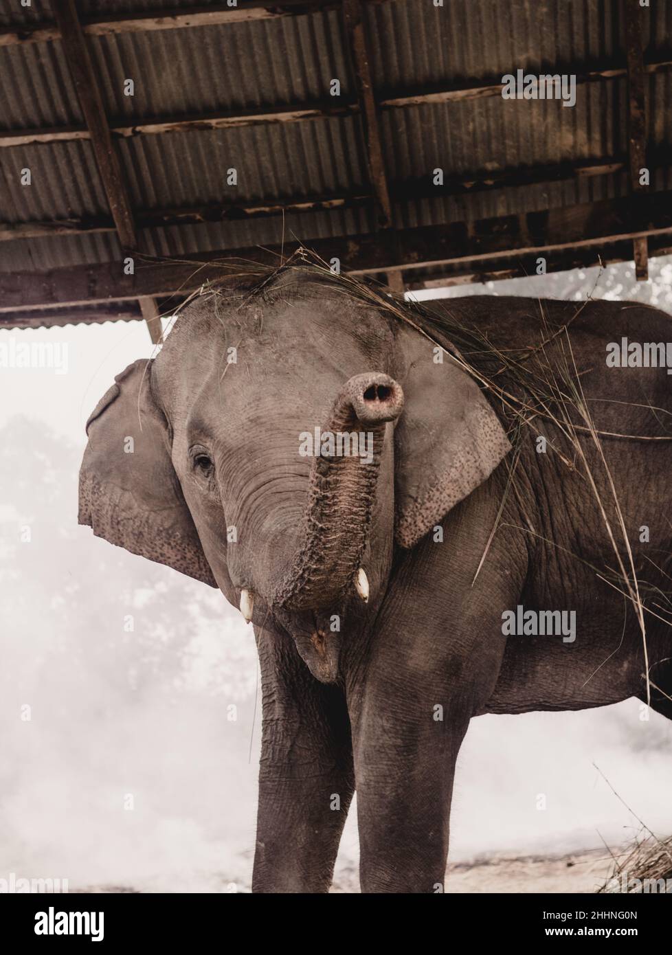 Elephant Breeding Center Chitwan,Nepal Stock Photo - Alamy