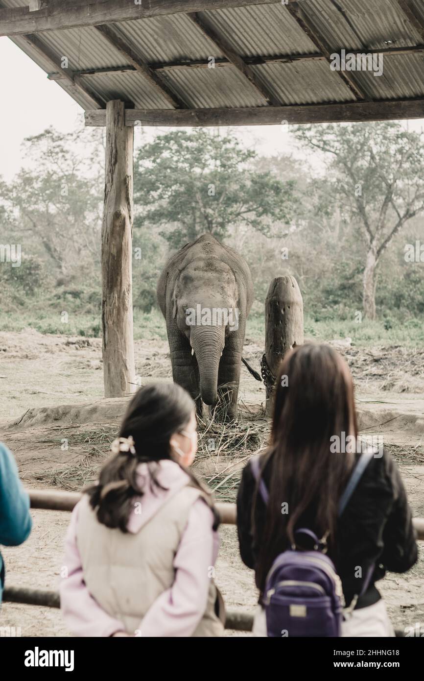 Elephant Breeding Center Chitwan,Nepal Stock Photo - Alamy