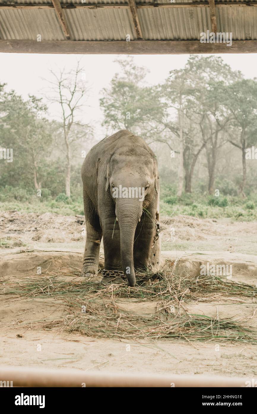 Elephant Breeding Center Chitwan,Nepal Stock Photo - Alamy