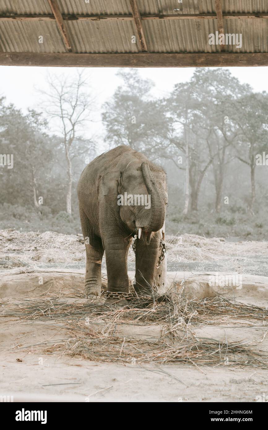 Elephant Breeding Center Chitwan,Nepal Stock Photo - Alamy