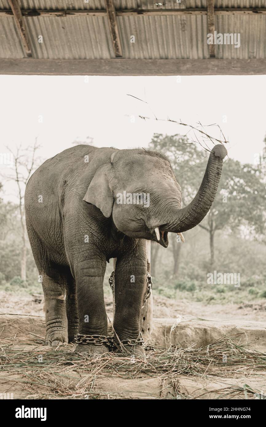 Cartoon elephant breeding hi-res stock photography and images - Alamy