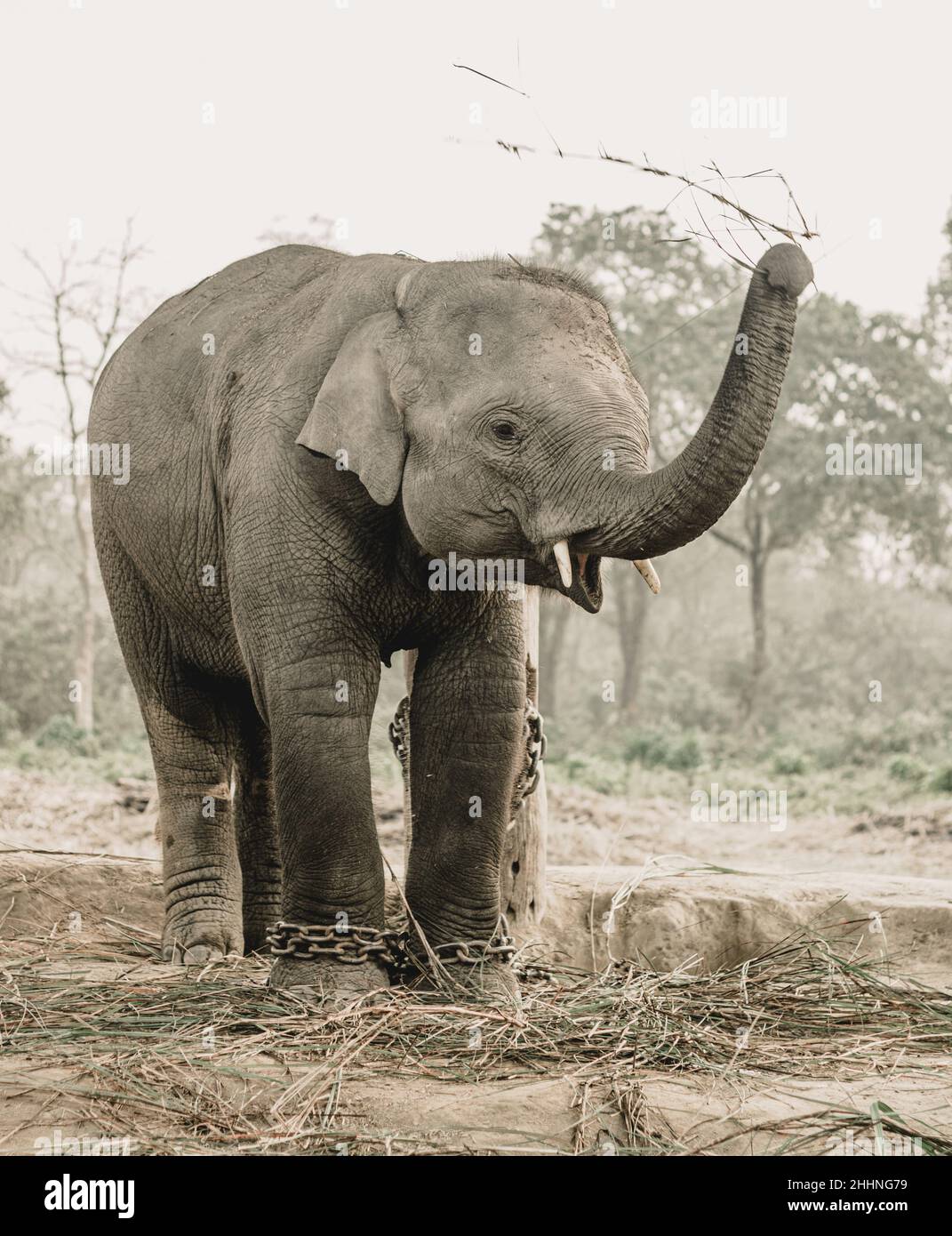 Elephant Breeding Center Chitwan,Nepal Stock Photo - Alamy
