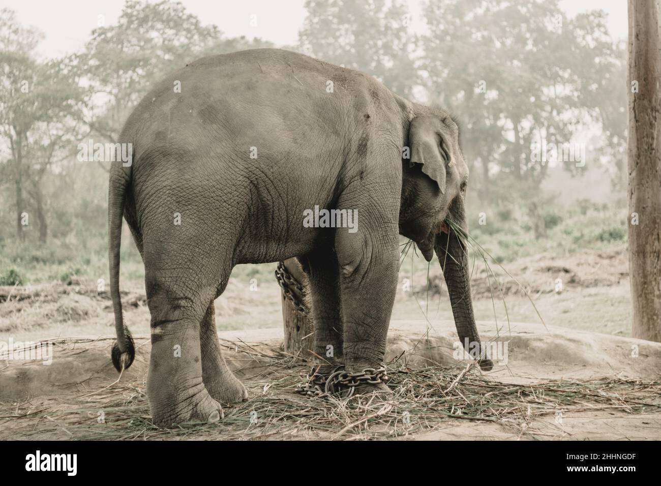 Cartoon elephant breeding hi-res stock photography and images - Alamy