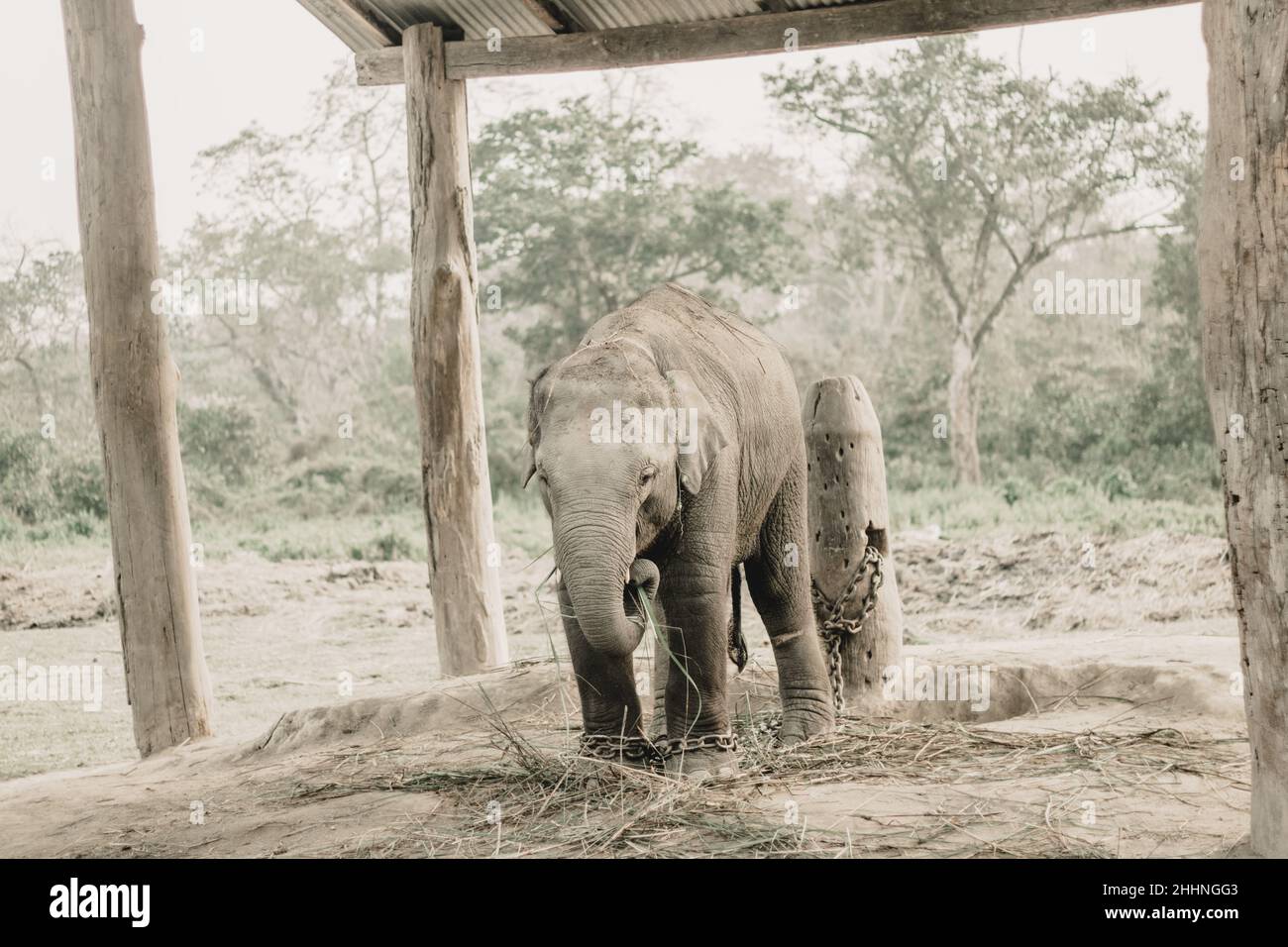 Elephant Breeding Center Chitwan,Nepal Stock Photo - Alamy