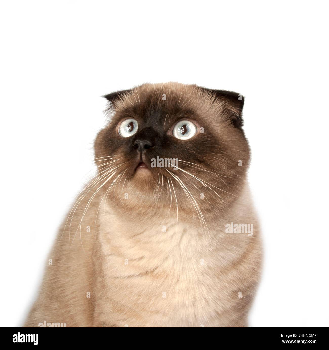 British fold cat coffee brown color on white Stock Photo - Alamy