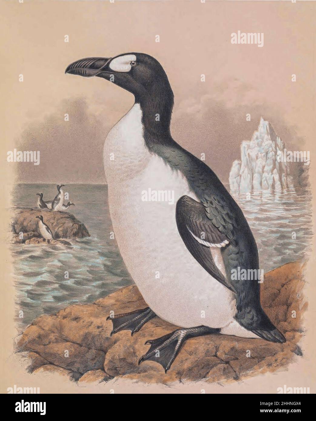 The great auk (Pinguinus impennis) is a species of flightless alcid ...