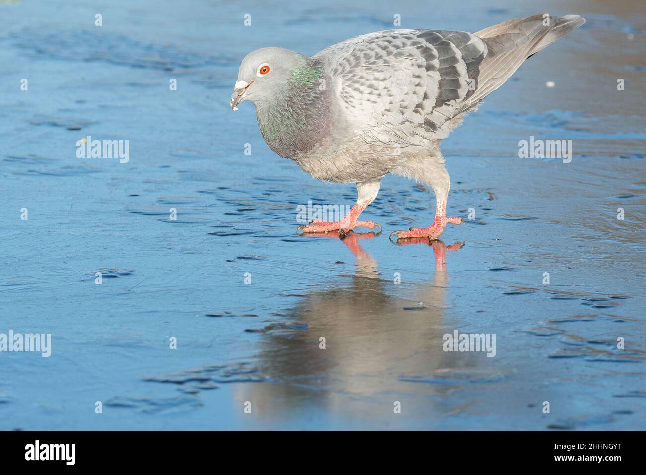 Pigeon walking on the ice at Southampton Common Stock Photo - Alamy