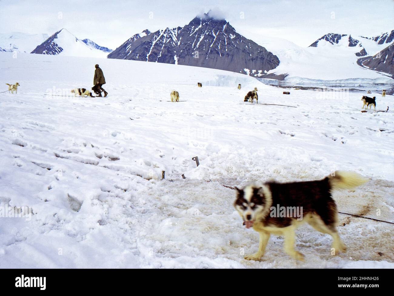 Endurance shackleton dogs hi-res stock photography and images - Alamy