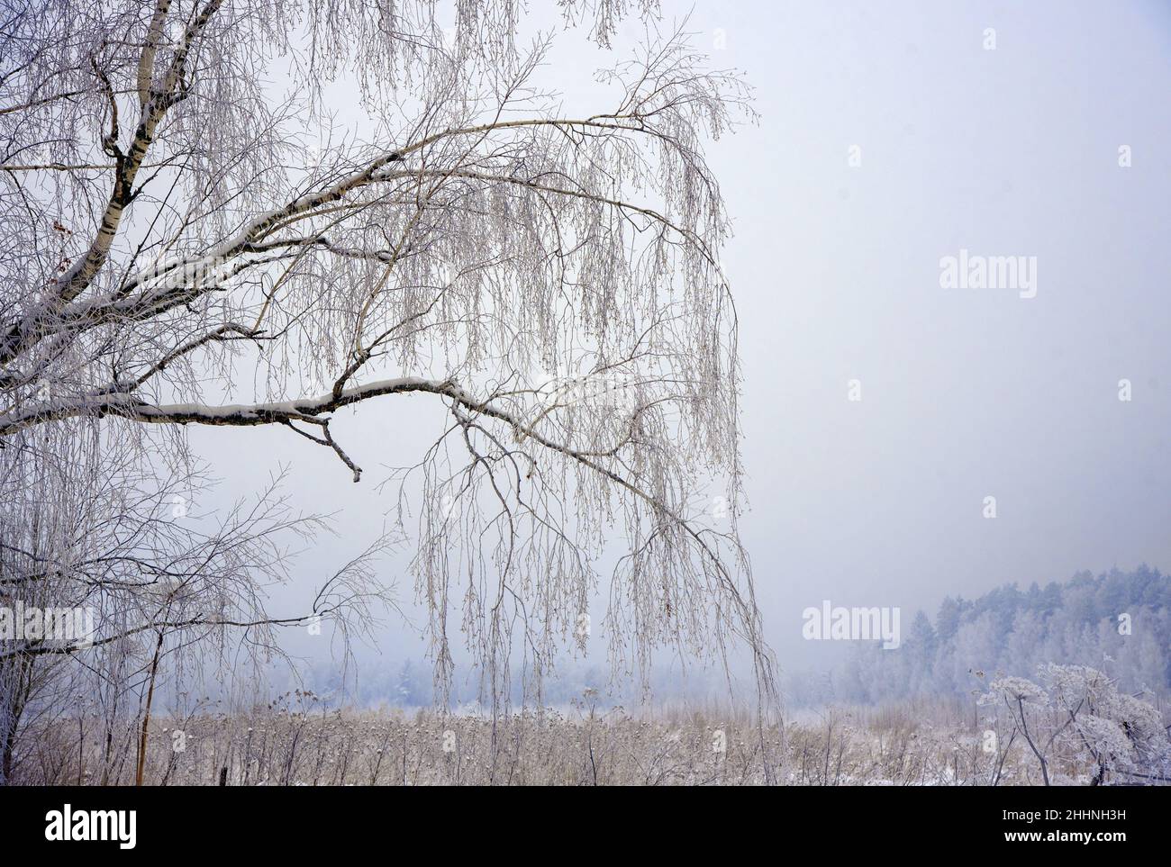 Winter overcast landscape with snow-covered trees Stock Photo - Alamy