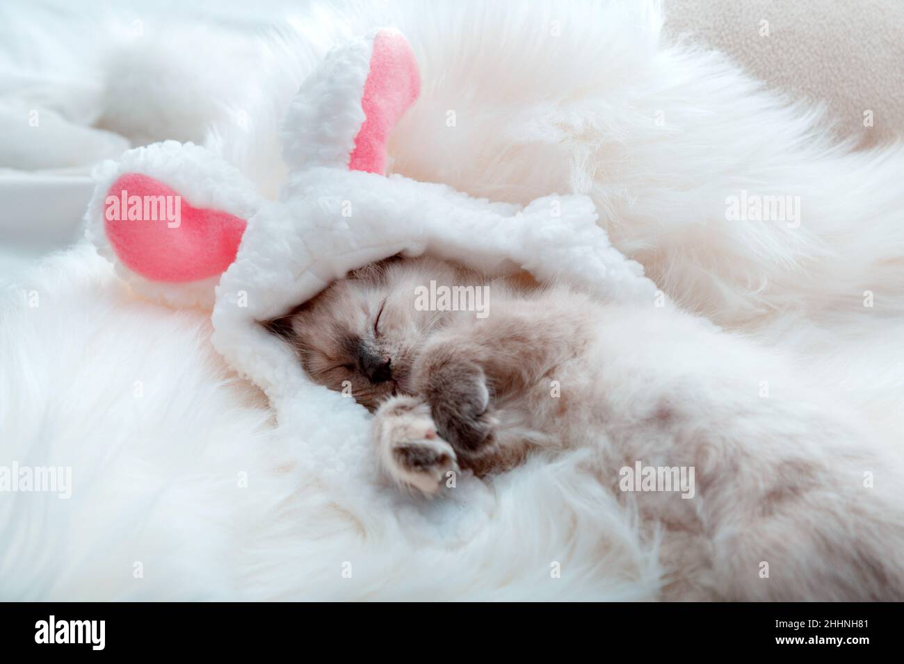 Cat wearing bunny costume hi-res stock photography and images - Alamy