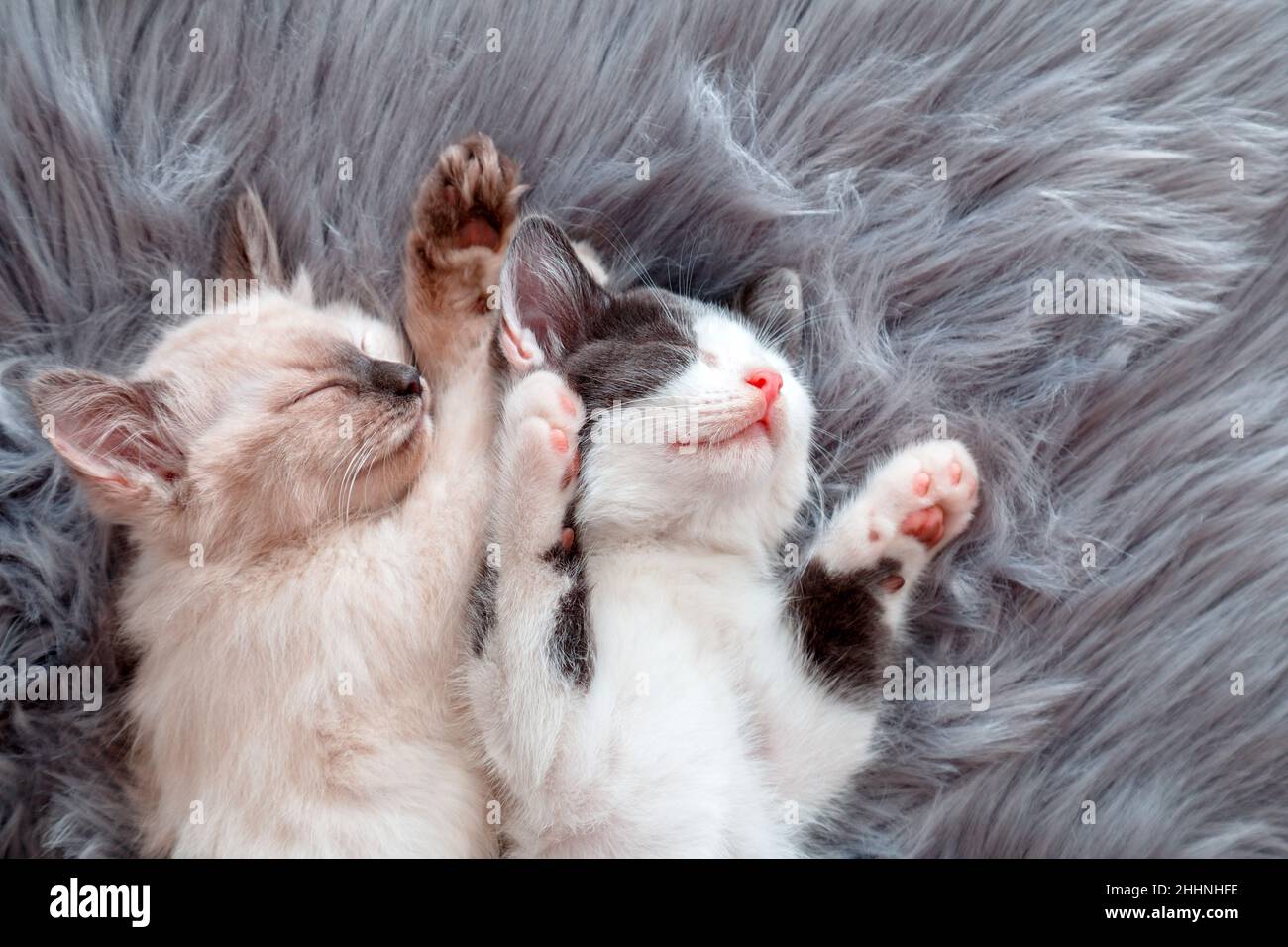 Couple little happy Cute kittens in love sleep nap together on gray ...