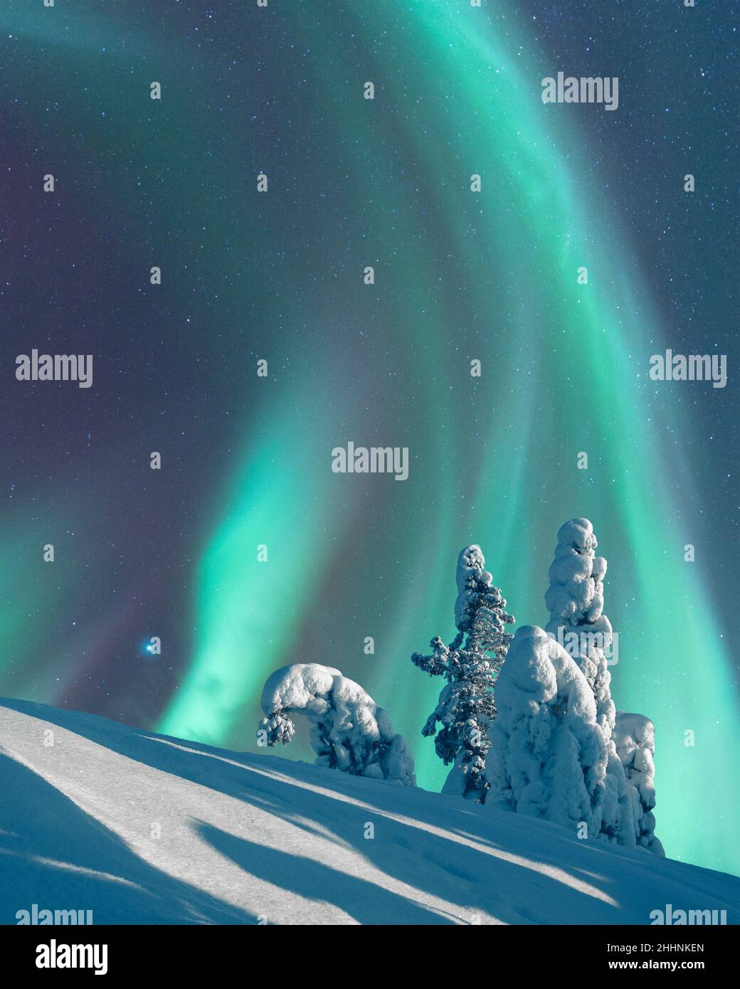 Northern lights over snowy trees hi-res stock photography and images ...