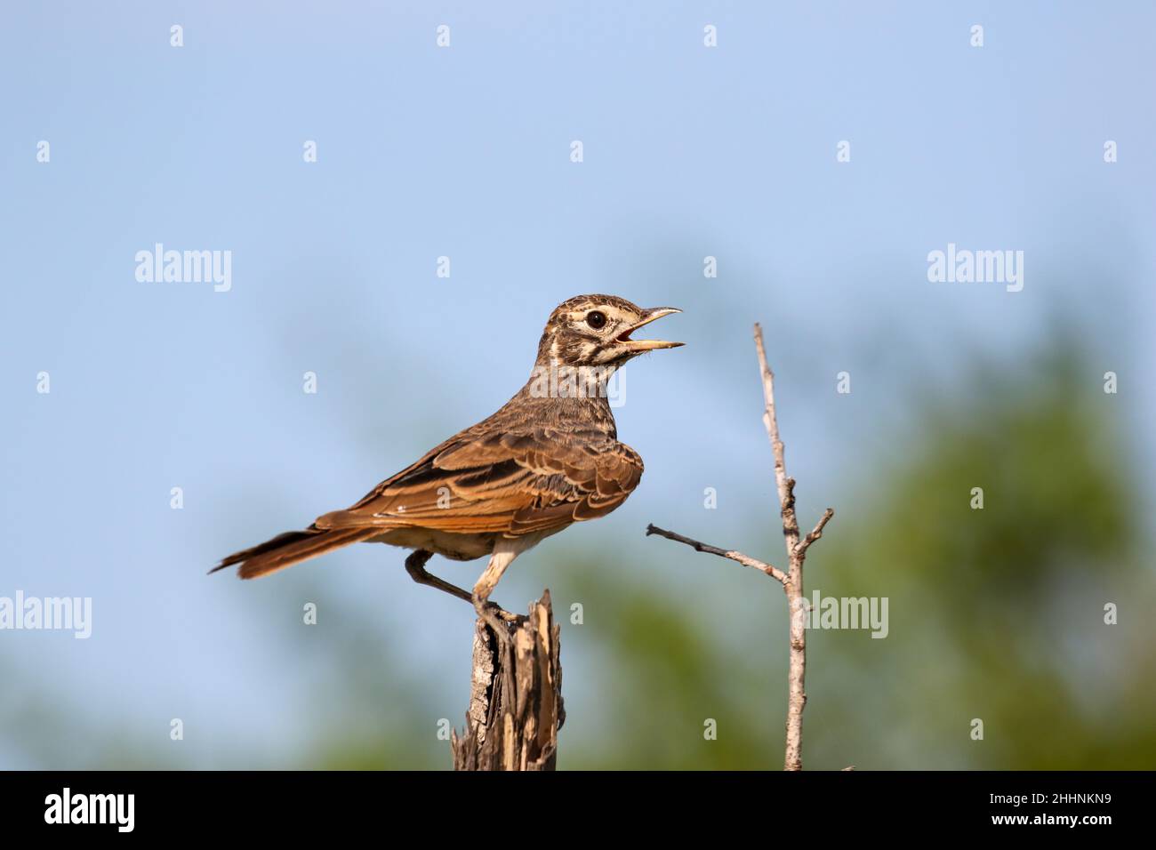 Dusky bush lark hi-res stock photography and images - Alamy