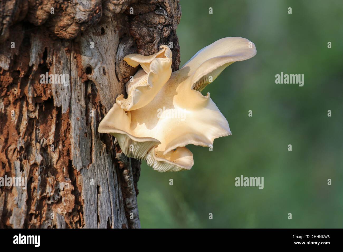 Mushroom spores hi-res stock photography and images - Alamy