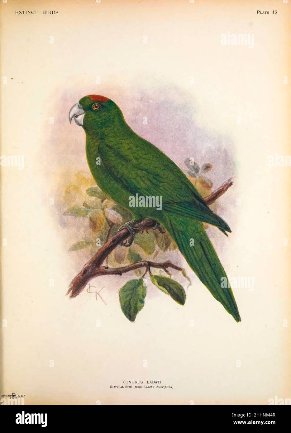 The Guadeloupe parakeet (Psittacara labati here as Conurus labati) is a ...