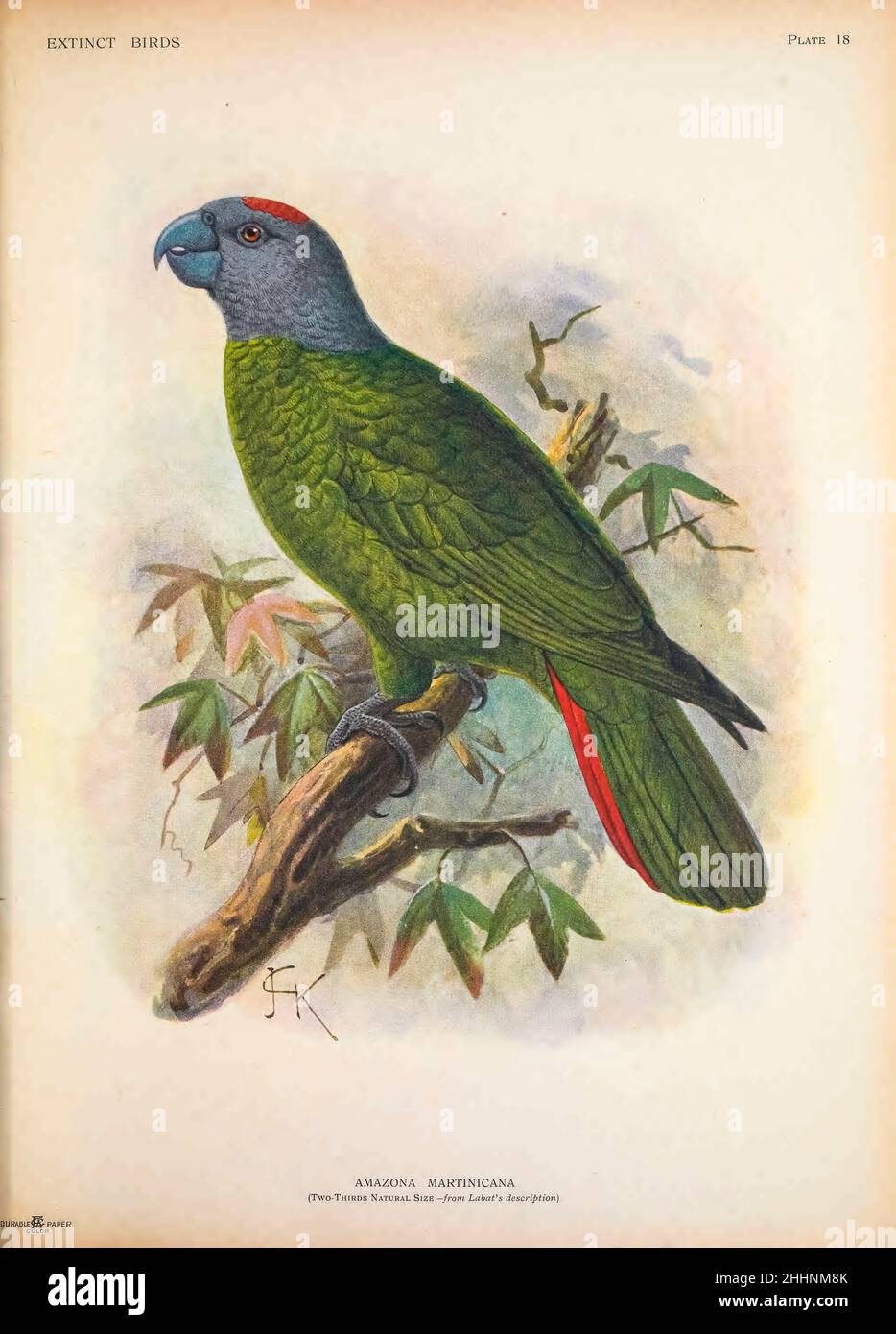 Amazona martinicana hi-res stock photography and images - Alamy