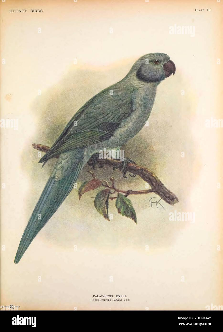 Newton's parakeet (Psittacula exsul syn Palaeornis exsul), also known ...