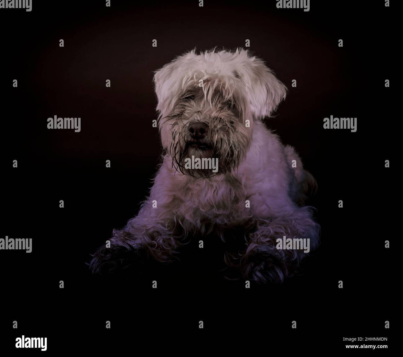 Vintage style portrait of a scruffy white dog Stock Photo - Alamy