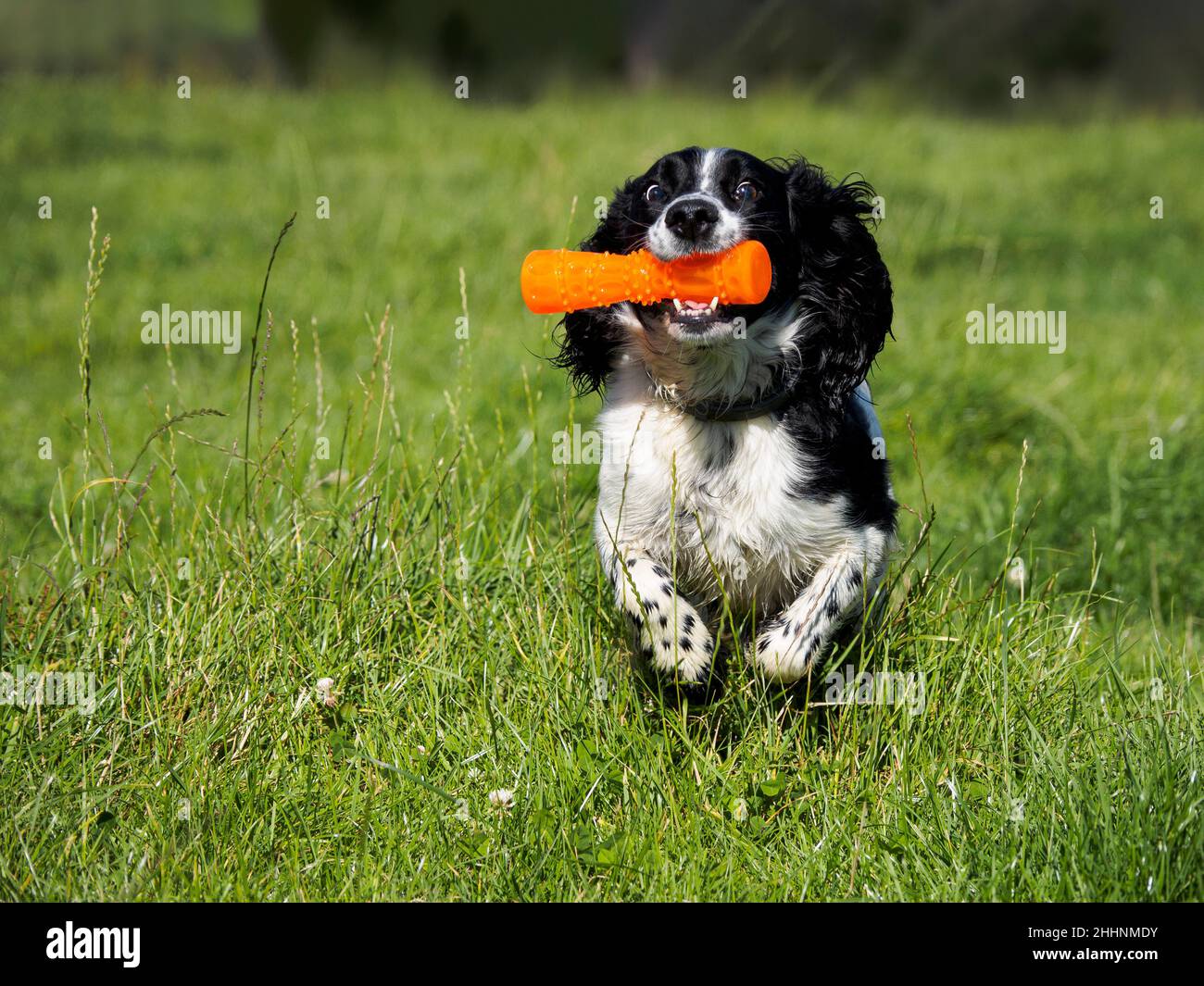 Cocker Spaniel dog retrieving a training dummy, UK Stock Photo - Alamy