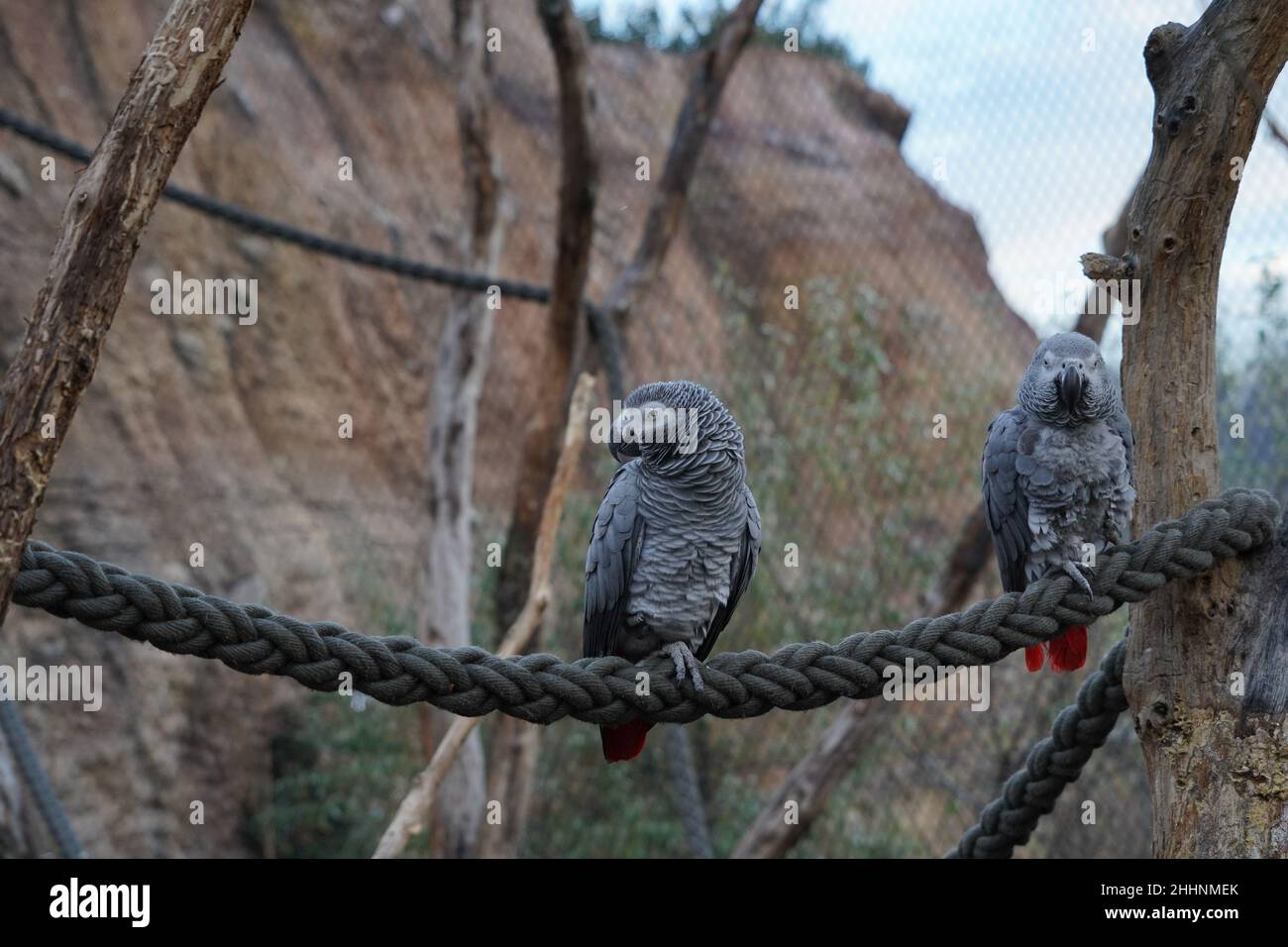 Pair of African grey parrots perched on a sail in a bird enclosure ...