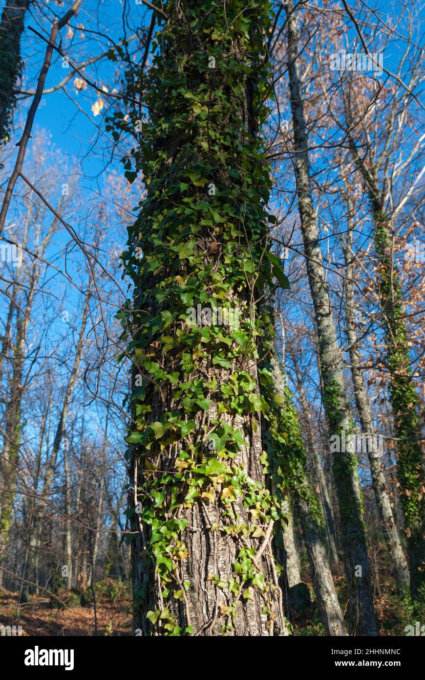 Hedera Helix climbing up the trunk of a chestnut tree next to lichens ...