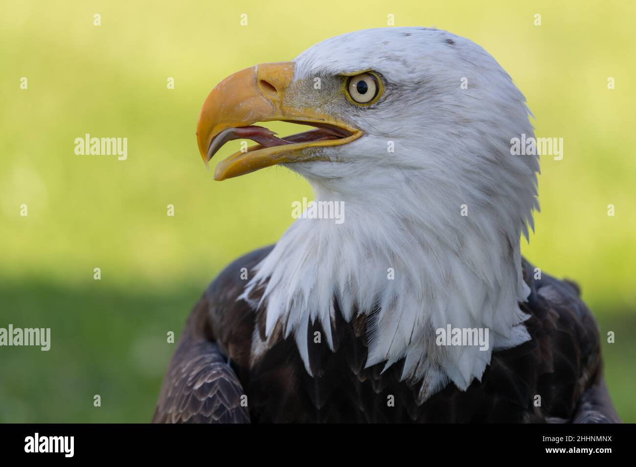 close up of an American bald eagle bird of prey with beak open looking to the left Stock Photo ...