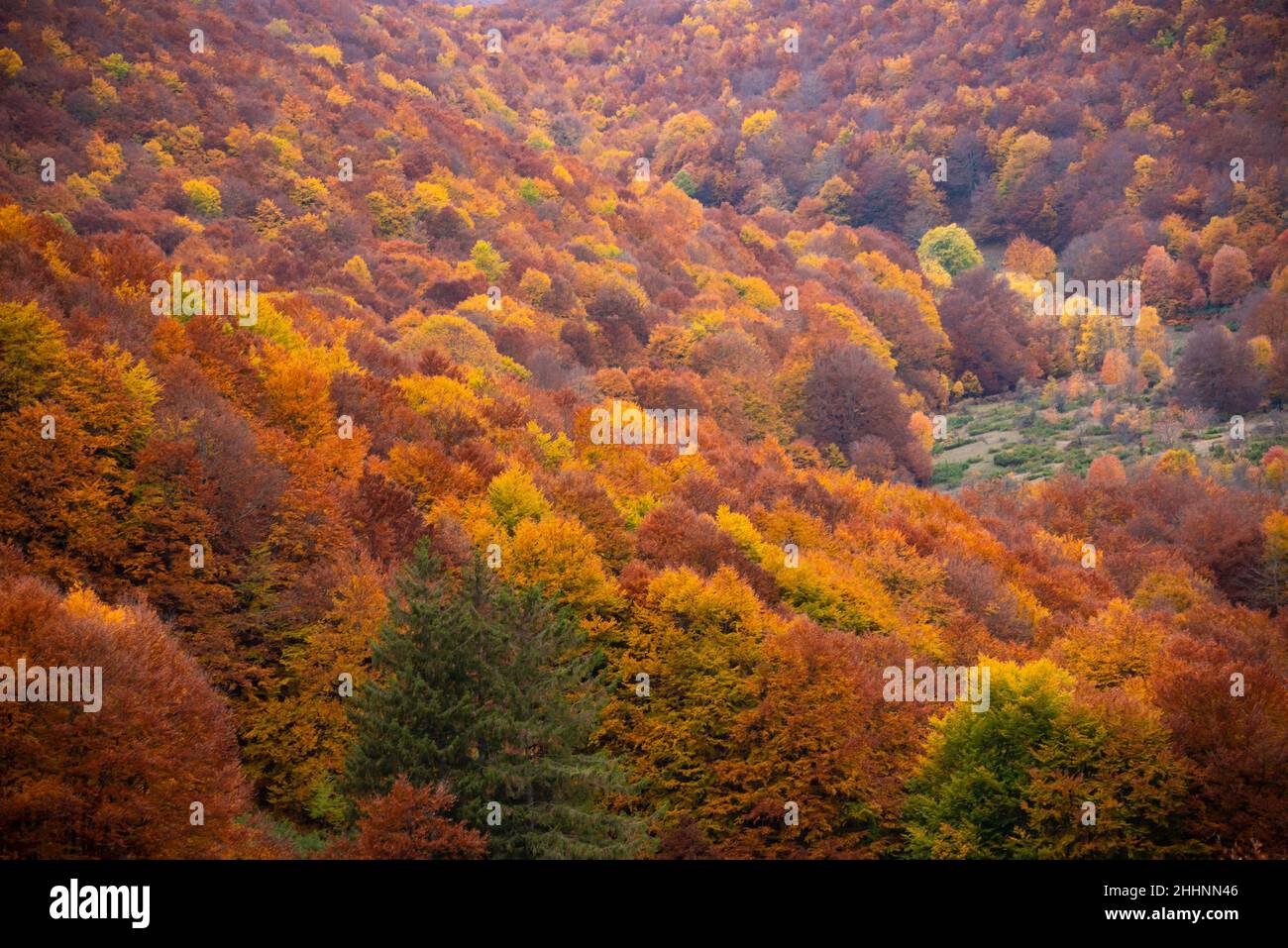 Autumn seasonal landscape with orange trees Stock Photo - Alamy