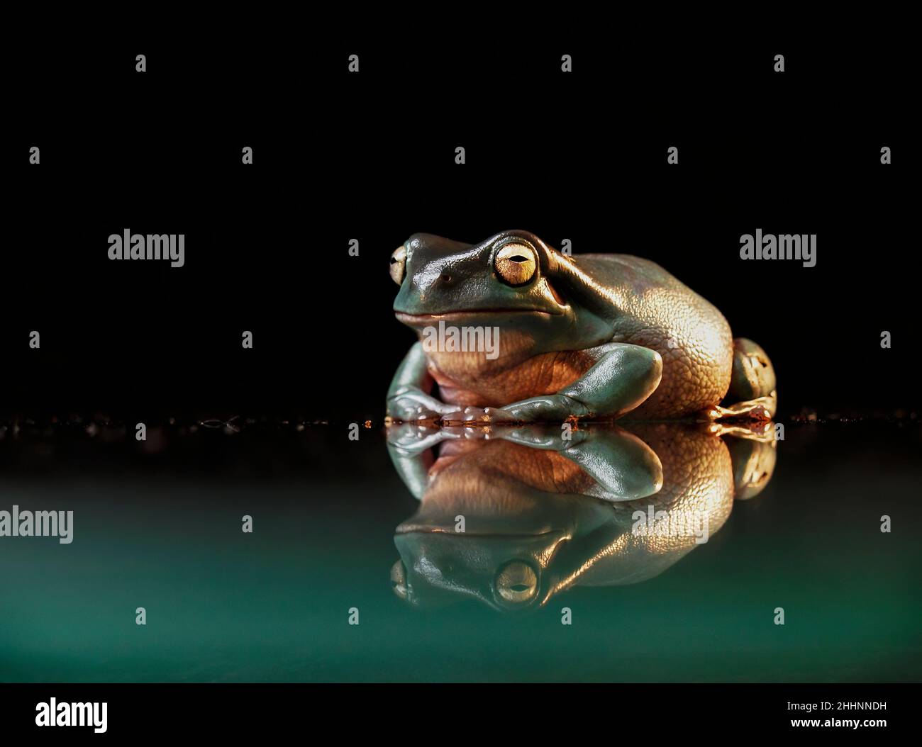Dumpy frog hi-res stock photography and images - Alamy