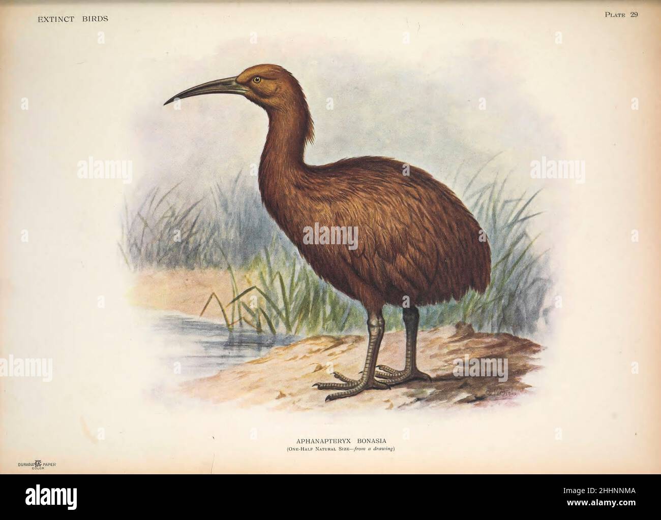 Extinct and vanishing birds of the world hi-res stock photography and ...
