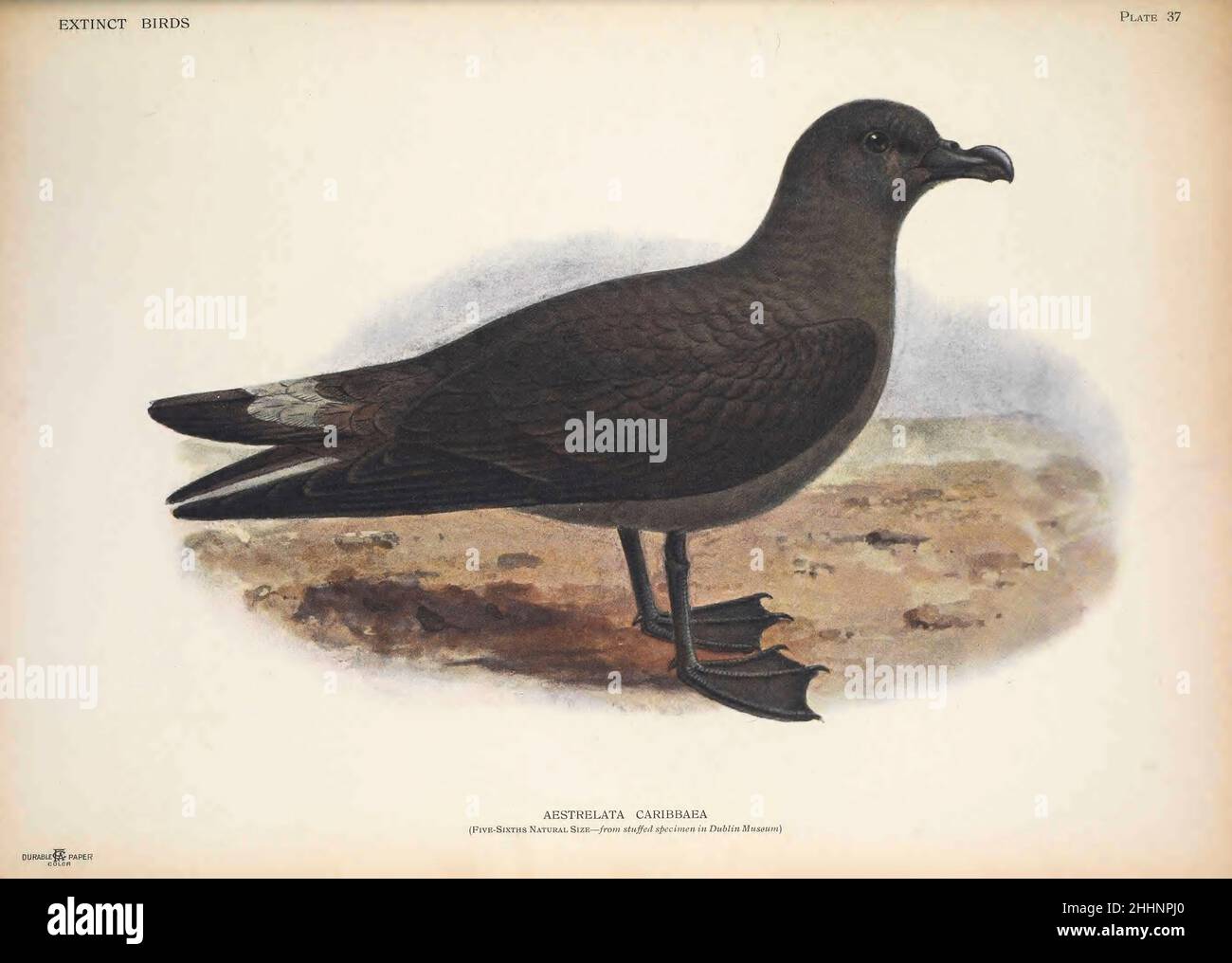 Extinct birds hi-res stock photography and images - Alamy