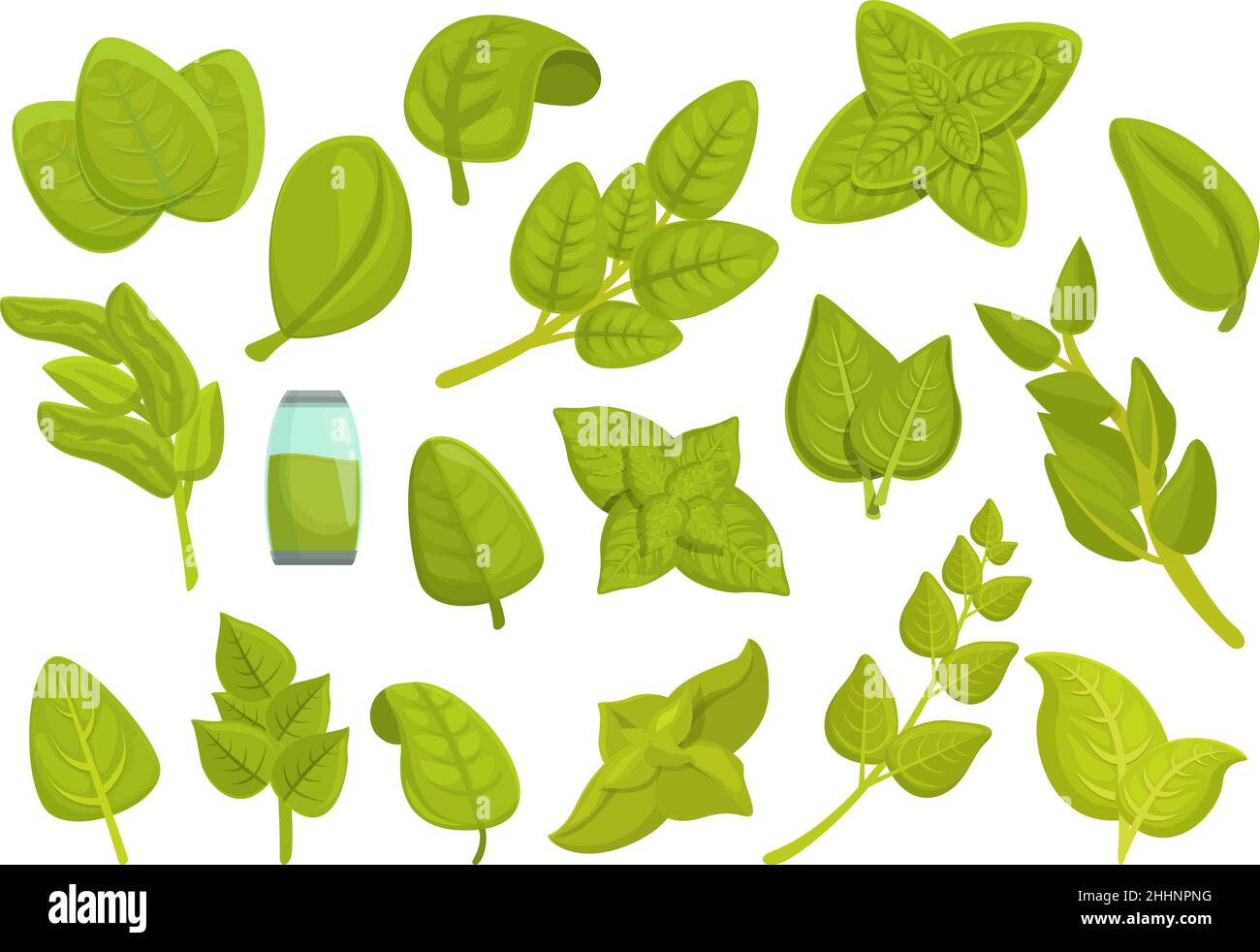 Herbal collection thyme oregano Stock Vector Images - Alamy