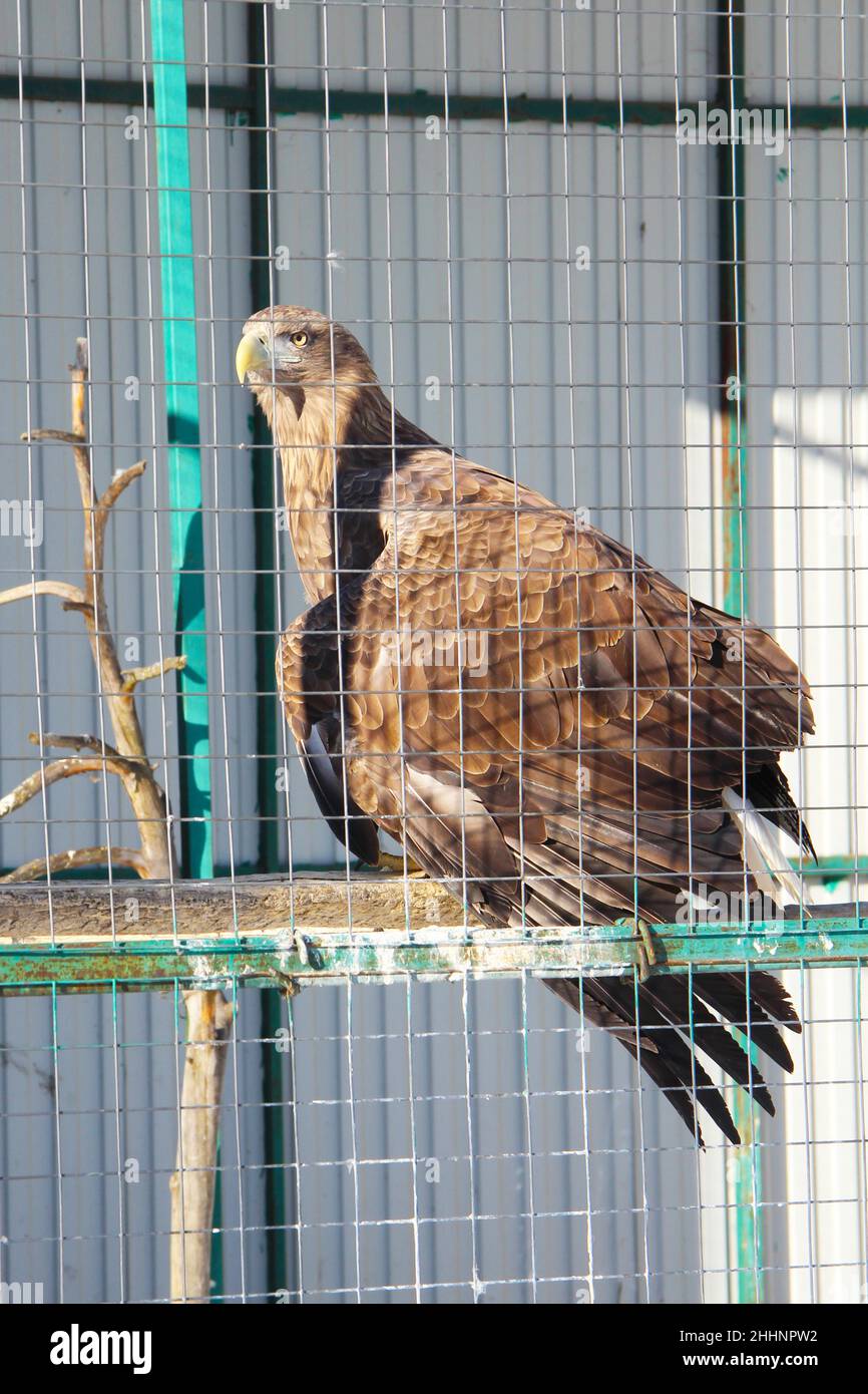 Portrait of an eagle bird of prey sitting in a zoo cage. The concept of ...
