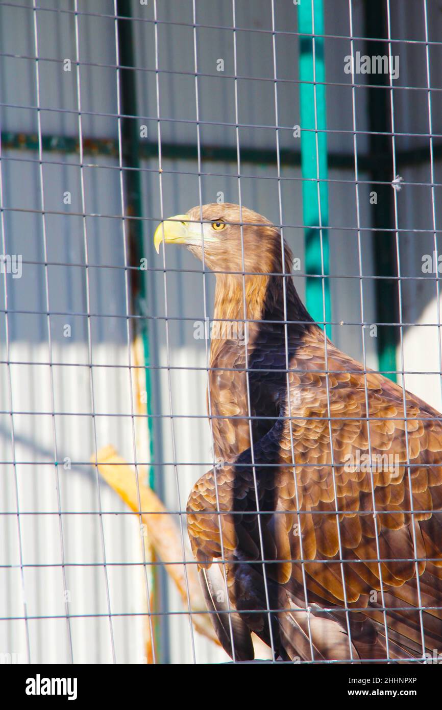 Portrait of an eagle bird of prey sitting in a zoo cage. The concept of ...