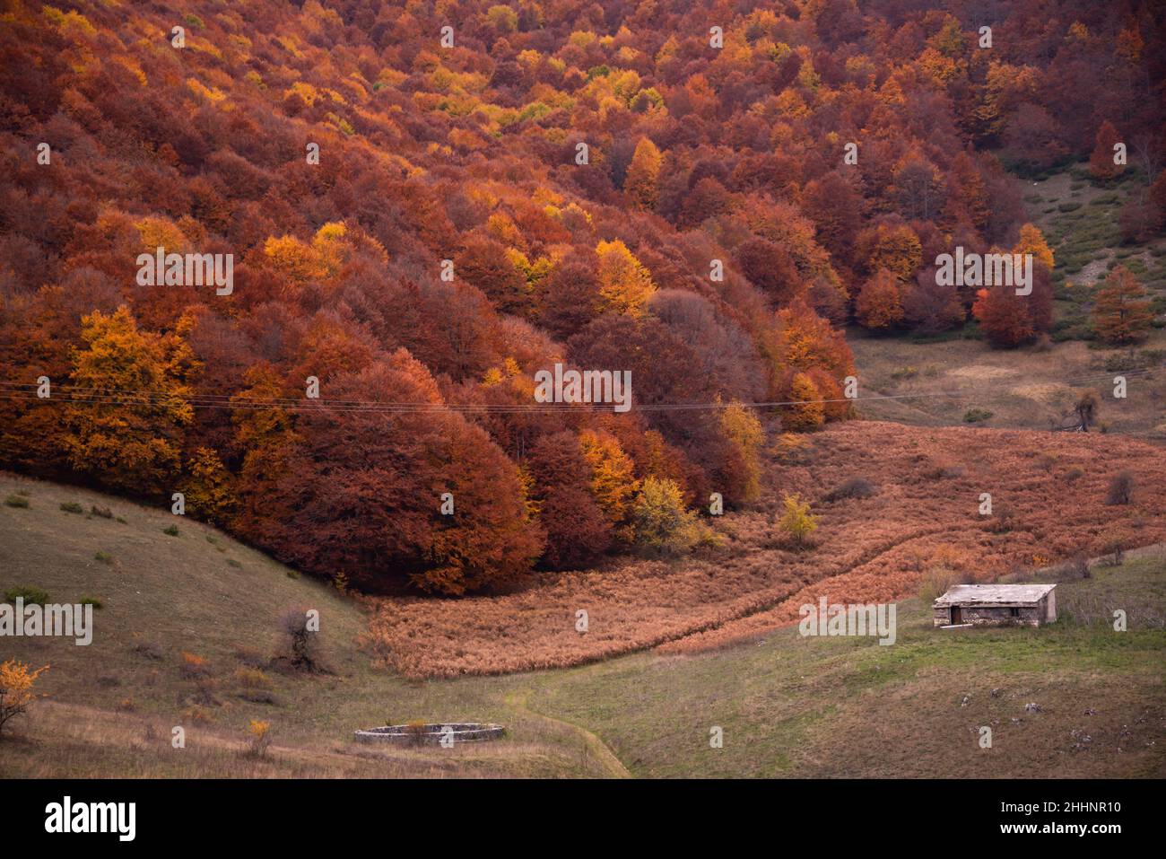 Autumn seasonal landscape with orange trees Stock Photo - Alamy