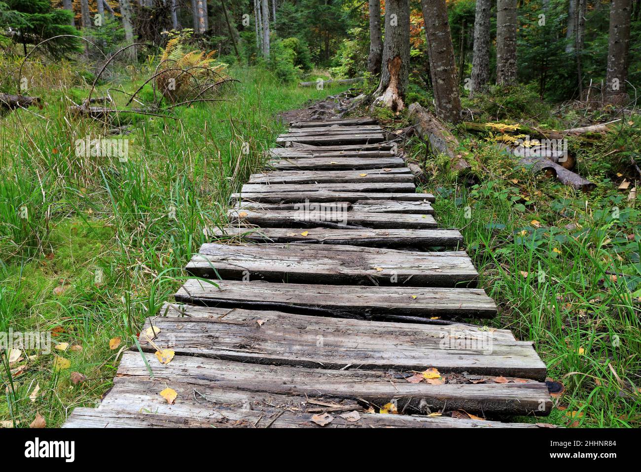 Wooden pathway over swamp hi-res stock photography and images - Alamy