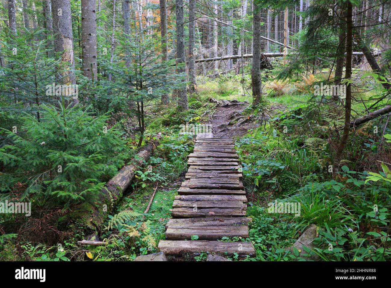 Wooden pathway over swamp hi-res stock photography and images - Alamy