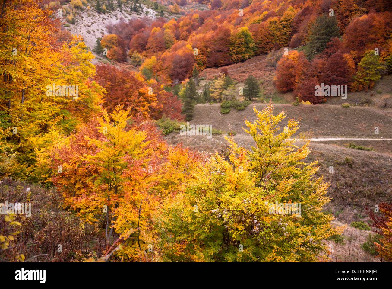 Autumn seasonal landscape with orange trees Stock Photo - Alamy