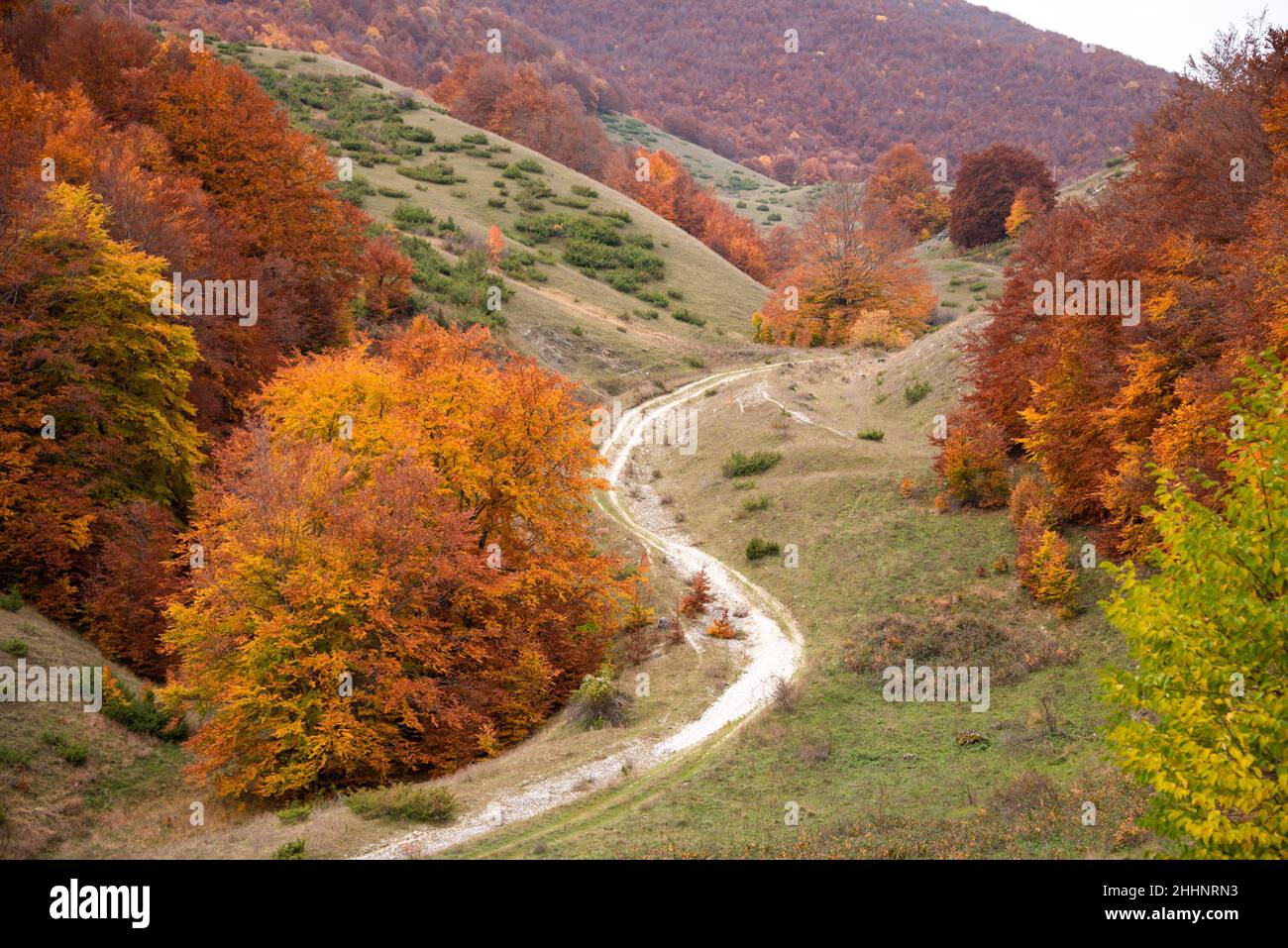 Autumn seasonal landscape with orange trees Stock Photo - Alamy