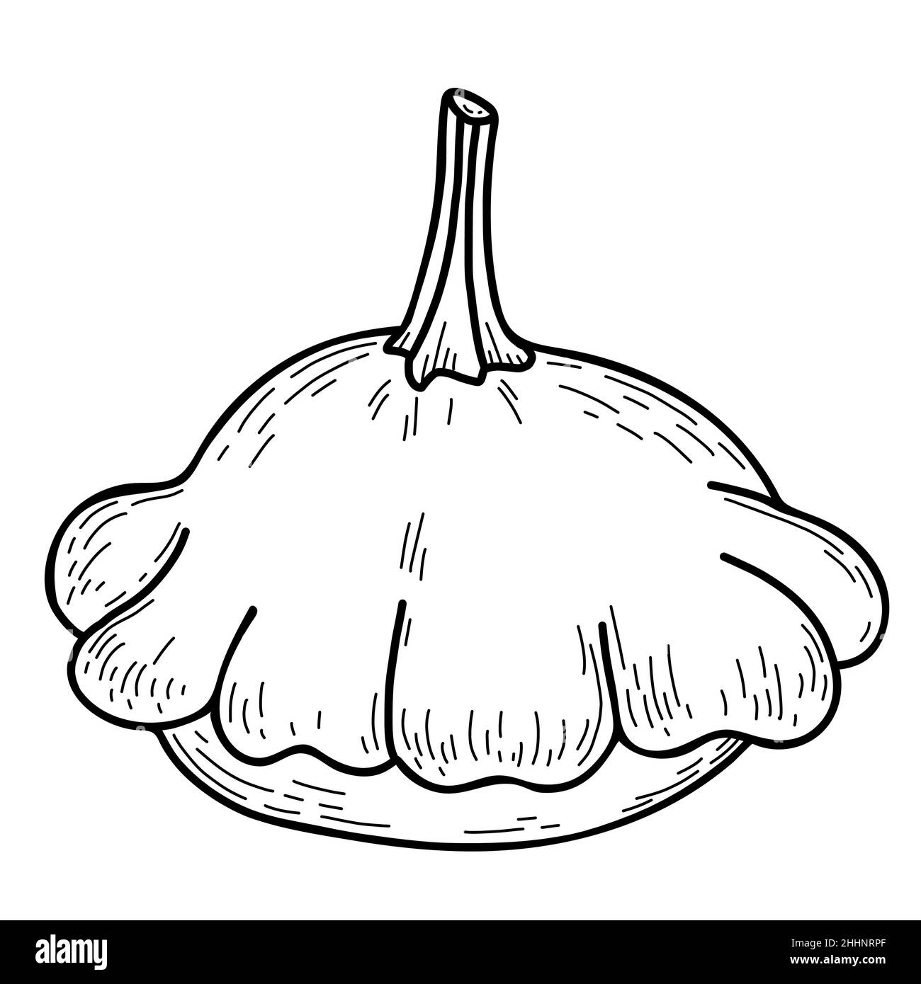 Vegetable. Beautiful patisson. Vector illustration. Linear hand drawing ...