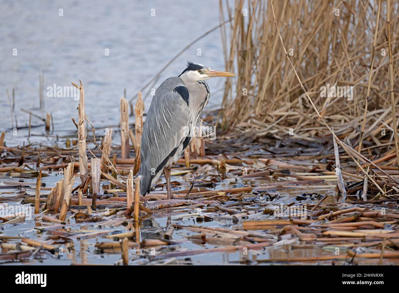 A Grey Heron in the reeds on the Somerset Levels Stock Photo - Alamy