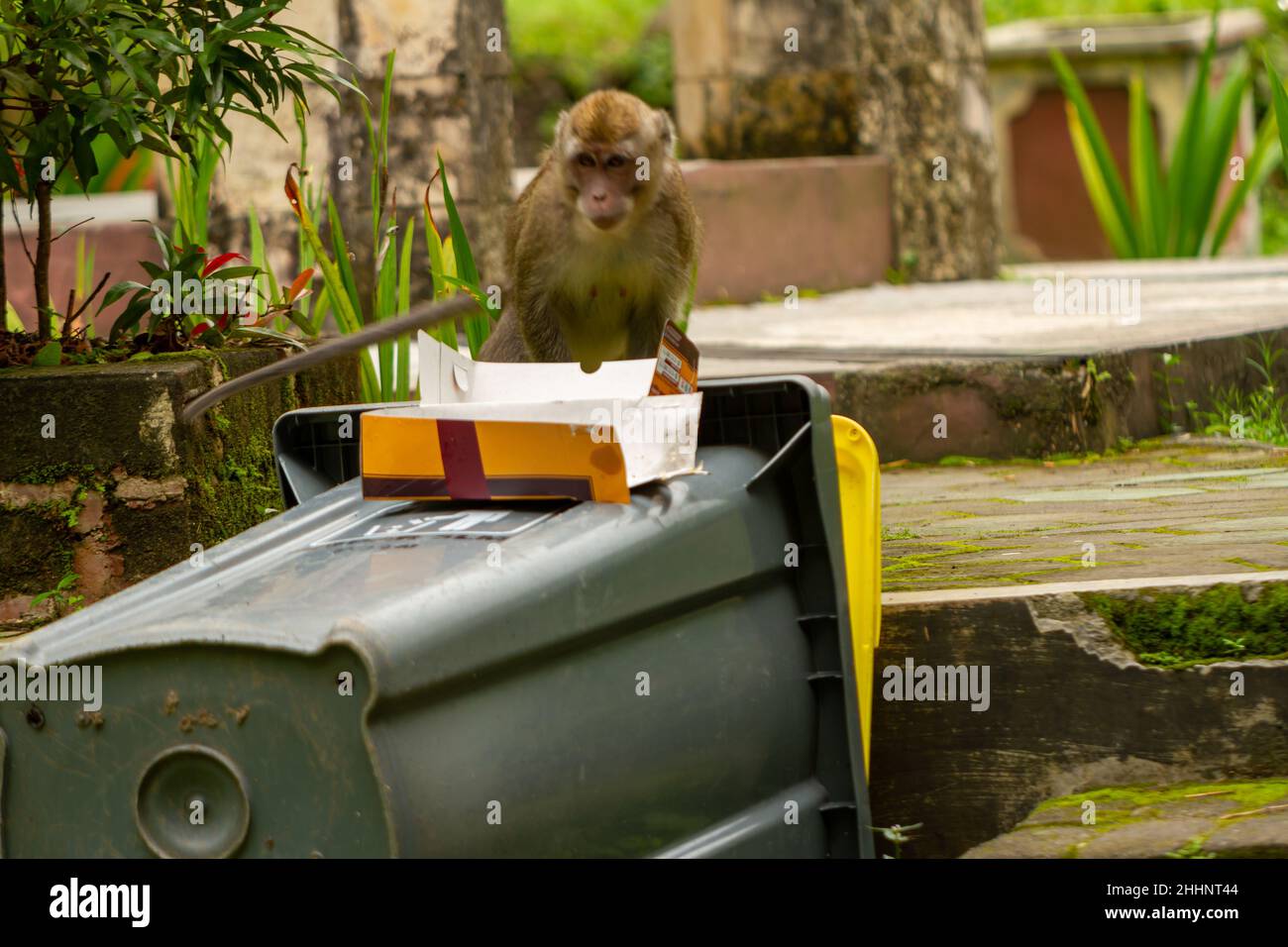 A wild monkey that came out of its habitat from the slopes of a ...