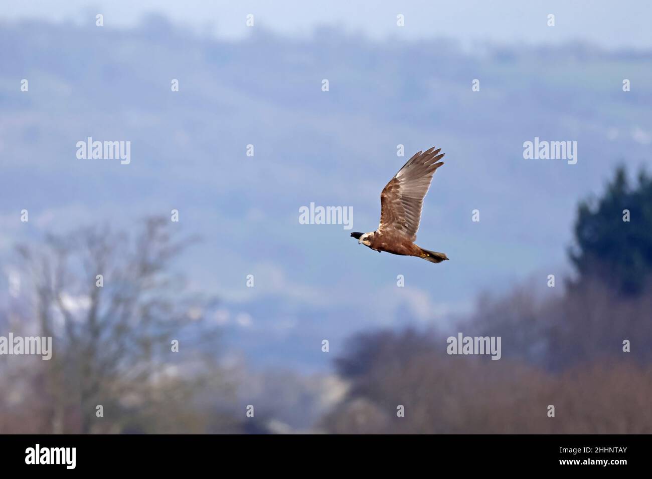 Marsh Harrier in flight over a reed bed on the Somerset Levels Stock ...