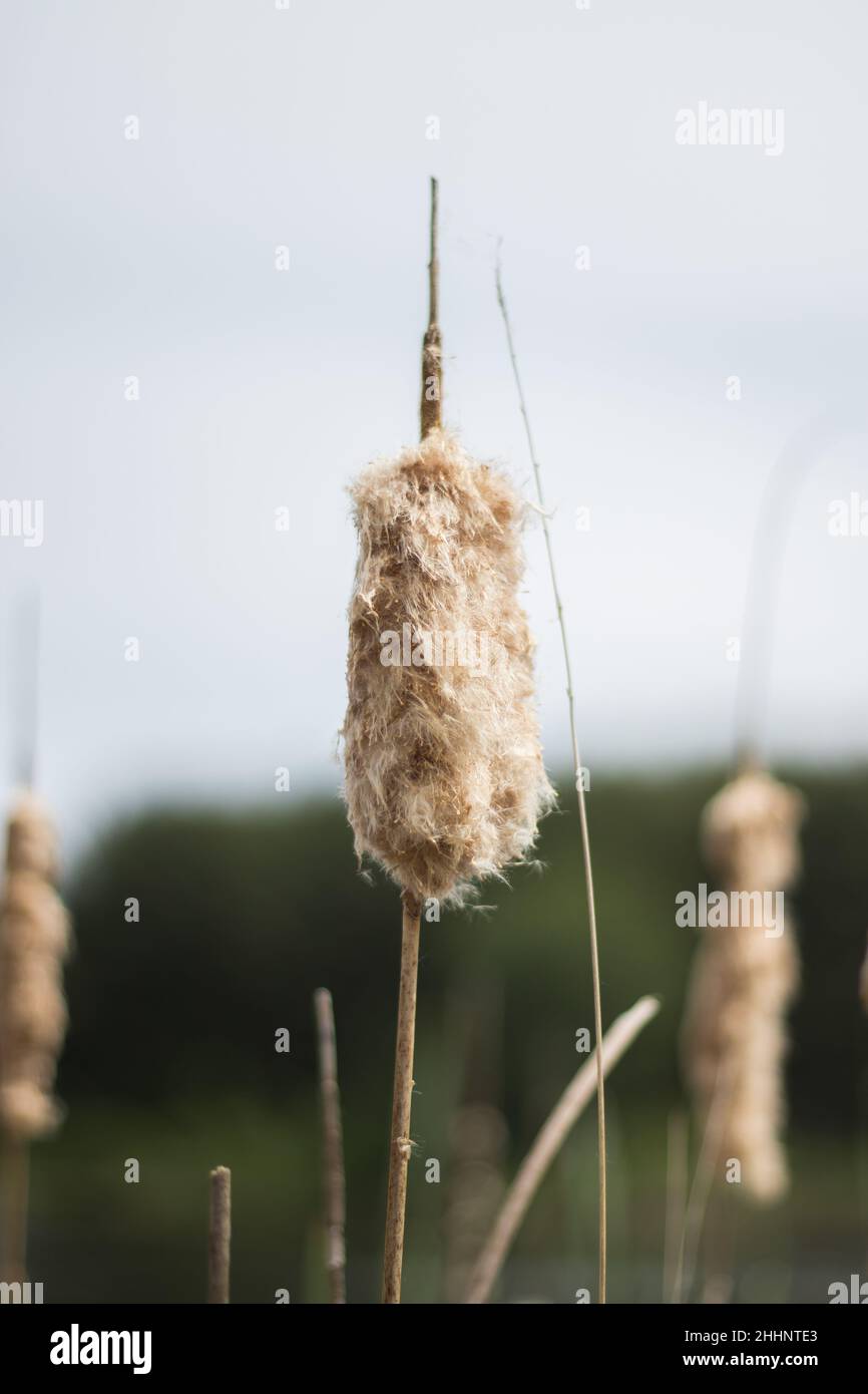 Cat tails on the pond Stock Photo - Alamy