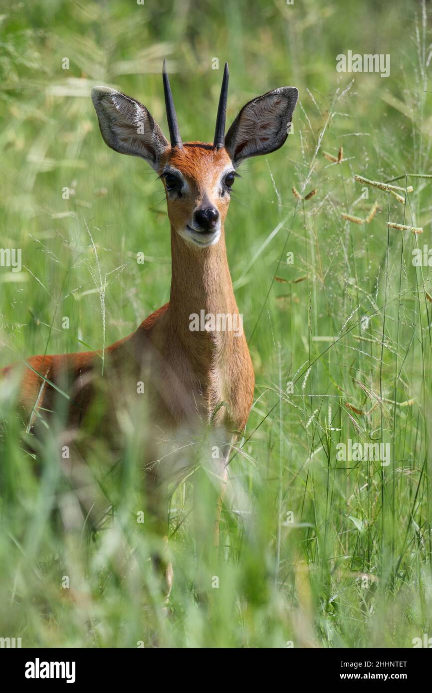 Steenbok antelope in southern hi-res stock photography and images - Alamy