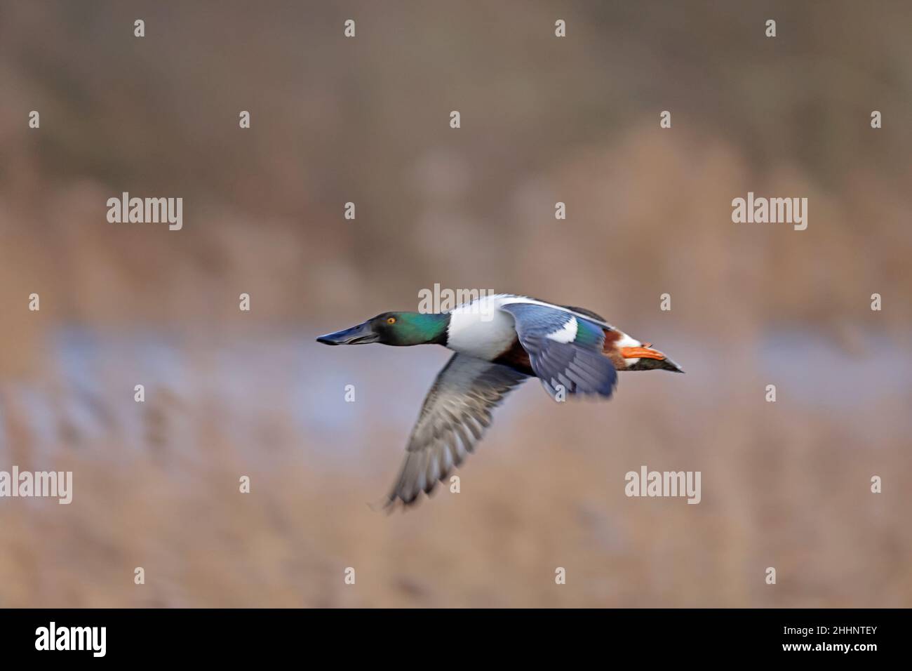 Male Northern Shoveler in flight on the Somerset Levels Stock Photo - Alamy