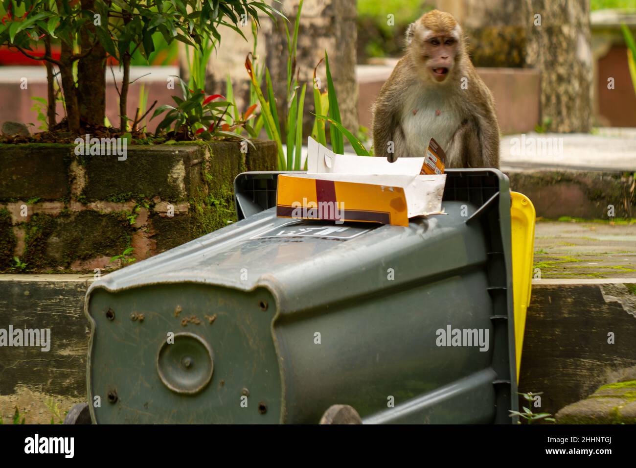 A wild monkey that came out of its habitat from the slopes of a ...