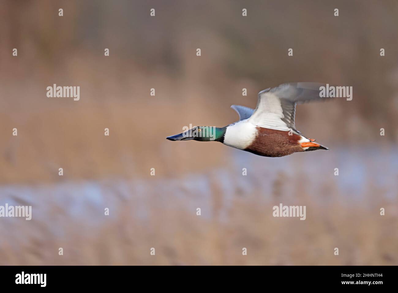 Male Northern Shoveler in flight on the Somerset Levels Stock Photo - Alamy